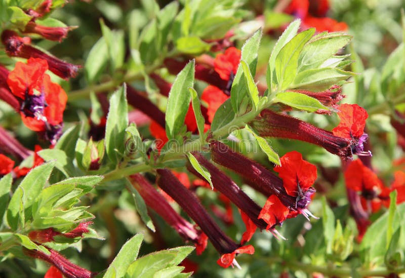 Red flowers of Cuphea stock image. Image of trumpet - 255599675