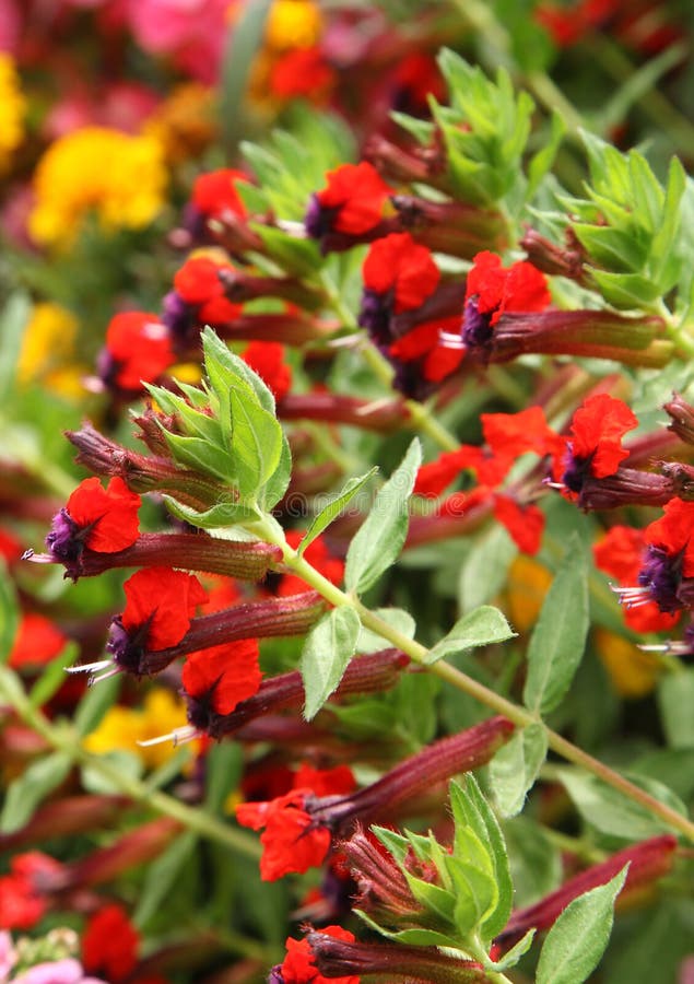Red flowers of Cuphea stock photo. Image of summer, flowers - 255599686