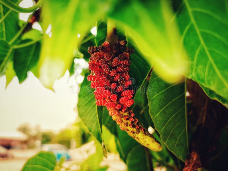 Red Flowers Dangling with a Background of Green Trees. Kelantan ...