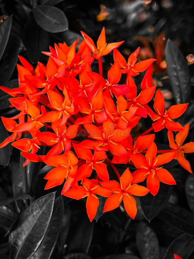 Red Flowers stock photo. Image of flowers, dark, vinttage - 223188254