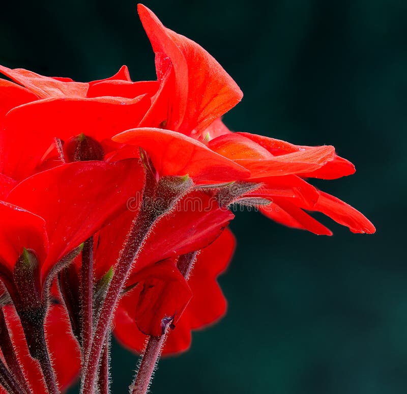 Red Flowers on a Dark Blue Turquoise Background. Artistic ...