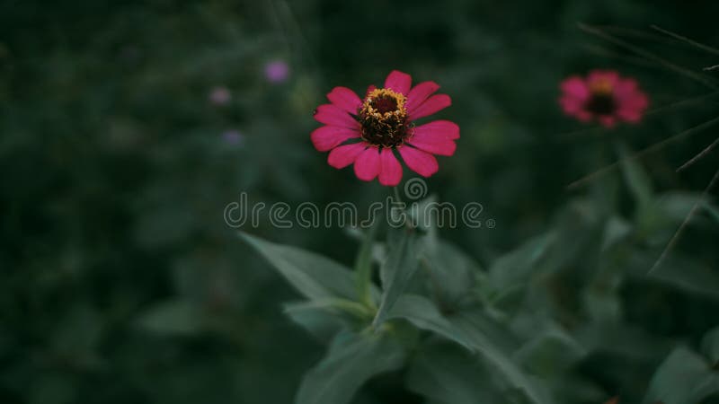 Red Flowers on a Dim Background Stock Photo - Image of leaf, flowers ...