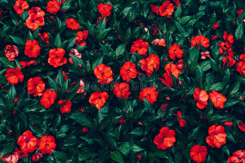Red Flowers with Droplets of Rain Stock Image - Image of color, season ...