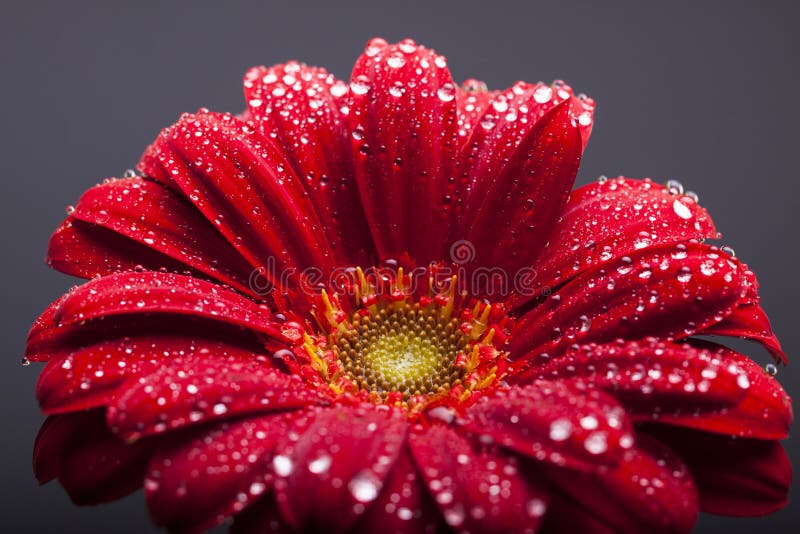 Red flowers with drops stock photo. Image of green, light - 86654978
