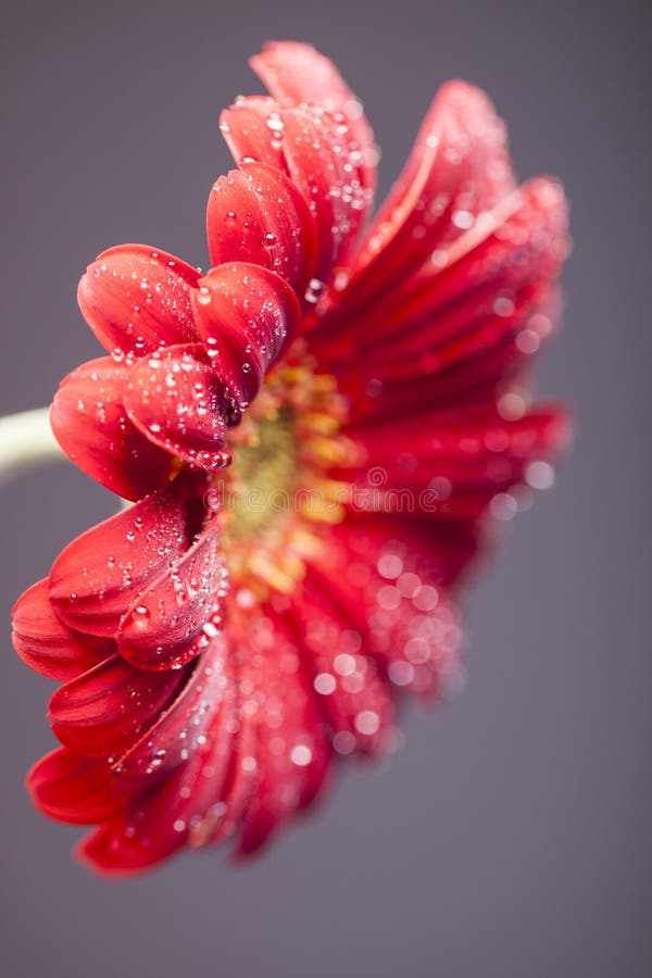 Red flowers with drops stock photo. Image of woman, green - 86655872