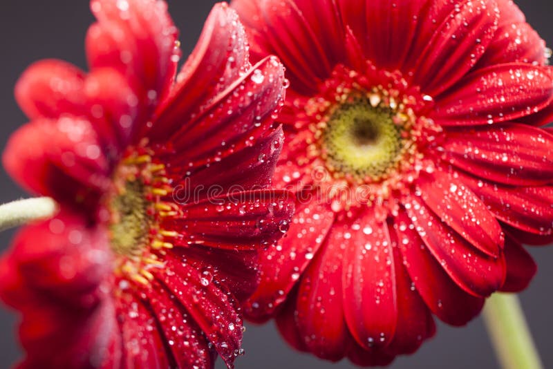 Red flowers with drops stock image. Image of happiness - 86665239