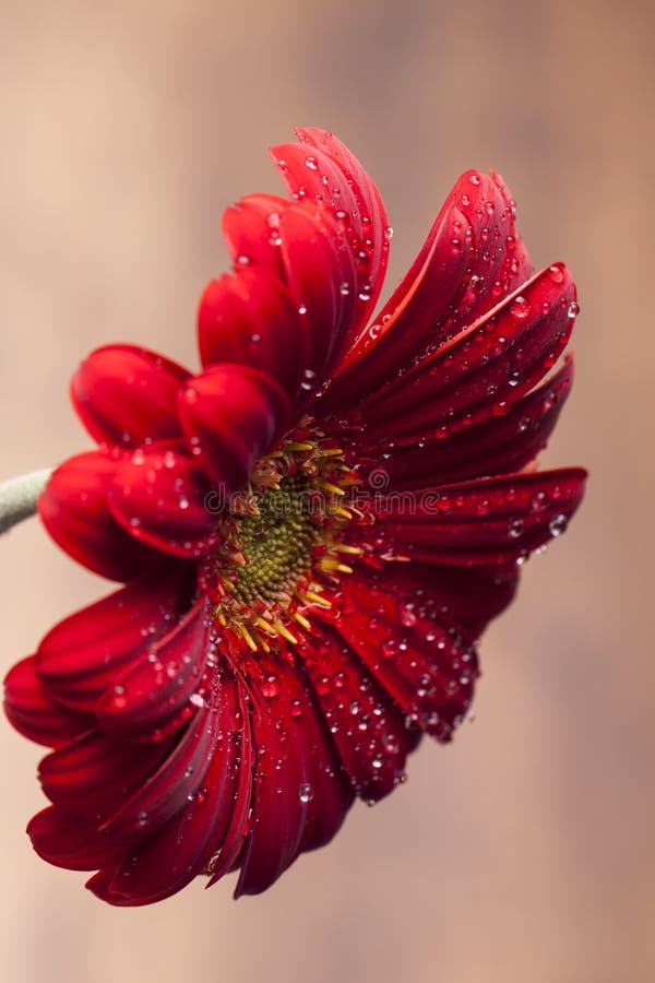 Red flowers with drops stock image. Image of life, warmth - 86668215
