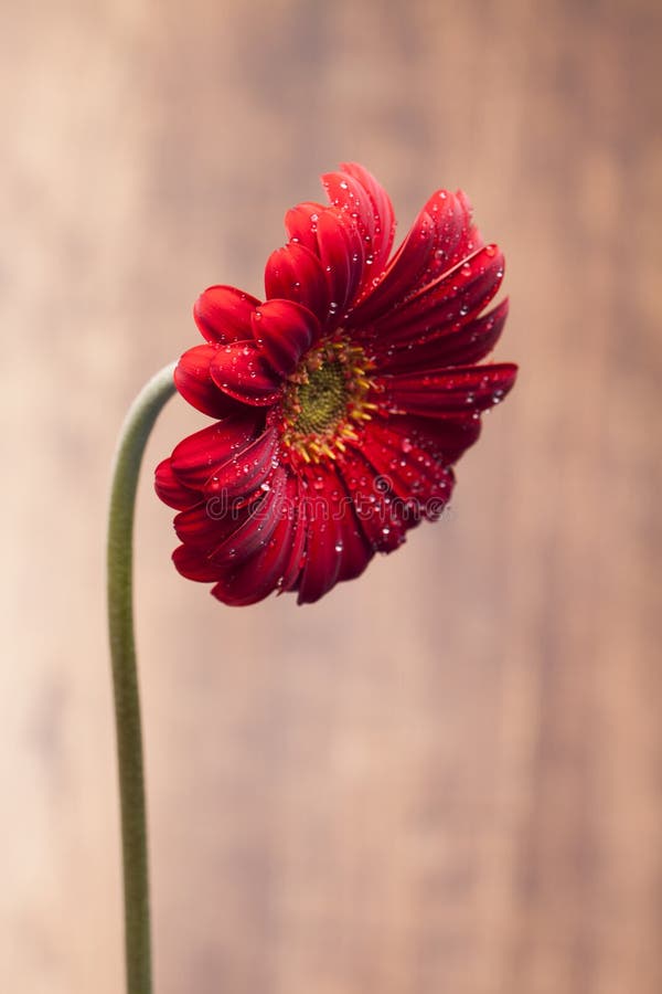Red flowers with drops stock image. Image of warmth, flowers - 86668519