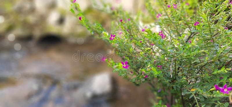 Red Flowers on the Edge of the Ditch Stock Photo - Image of tree, green ...