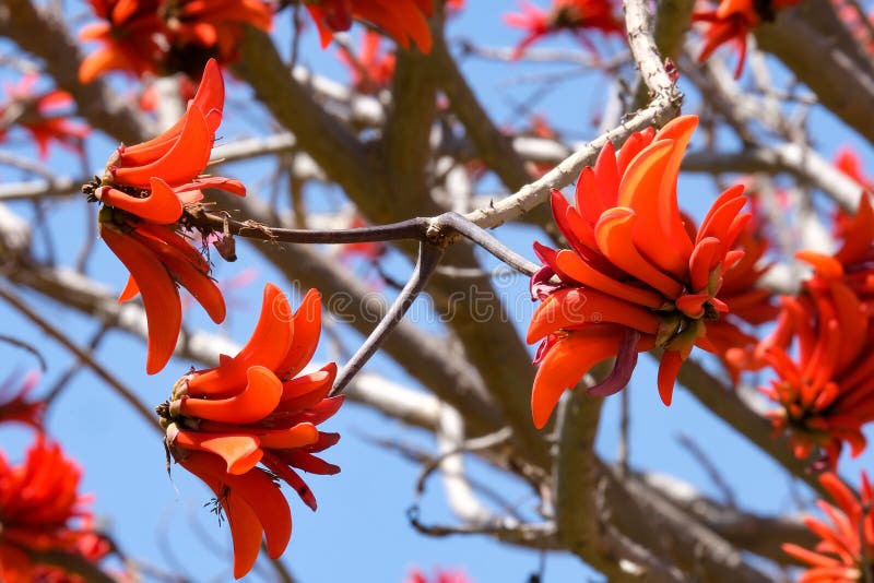 Red Flowers of Erythrina Tree, or Coral Tree Stock Image - Image of ...