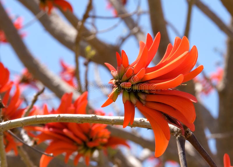 Red Flowers of Erythrina Tree, or Coral Tree Stock Image - Image of ...