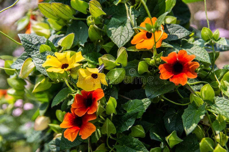 Tendril Fence Winch Leaves Stock Photos - Free & Royalty-Free Stock ...