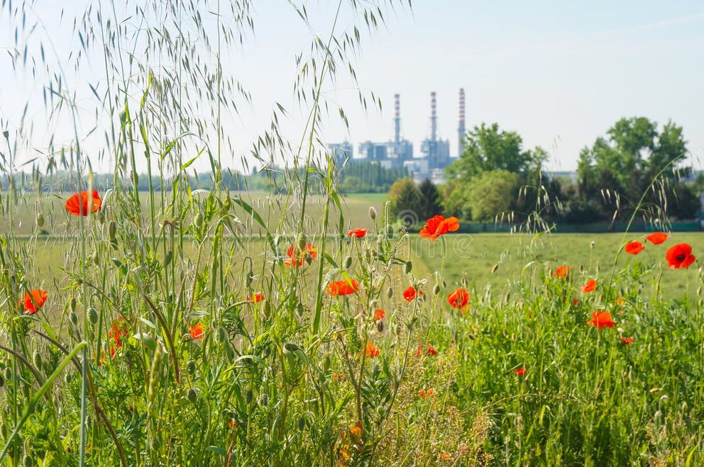 Red flowers in a field stock photo. Image of flowers - 217534266