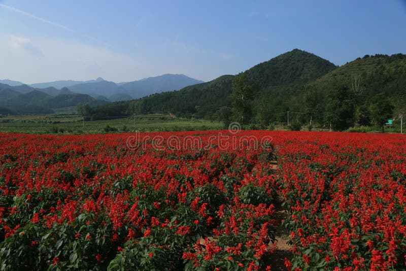 Red flowers stock photo. Image of beautiful, hill, green - 44088276
