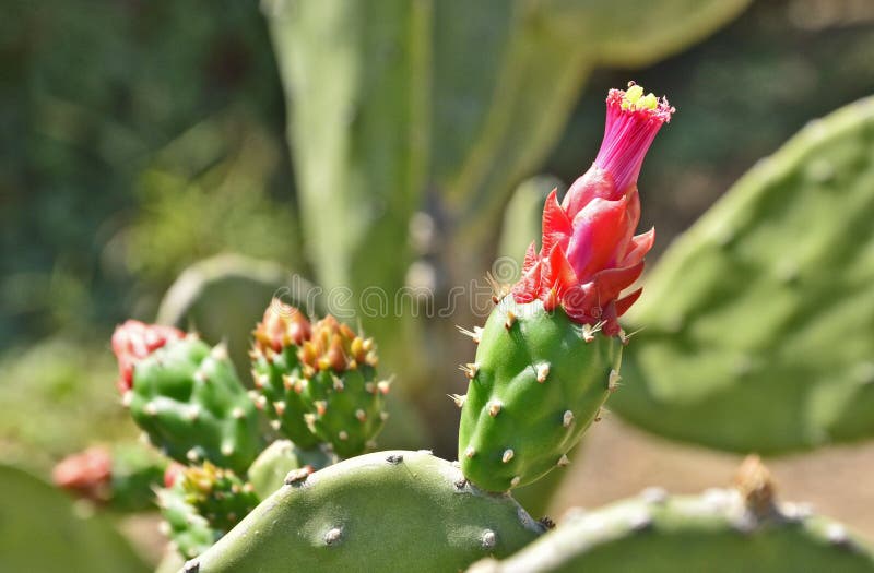 Red flowers of flat cactus stock photo. Image of plant - 59298240