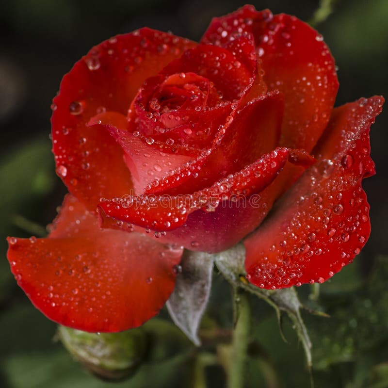 Red flowers stock photo. Image of flowers, celebration - 44671976