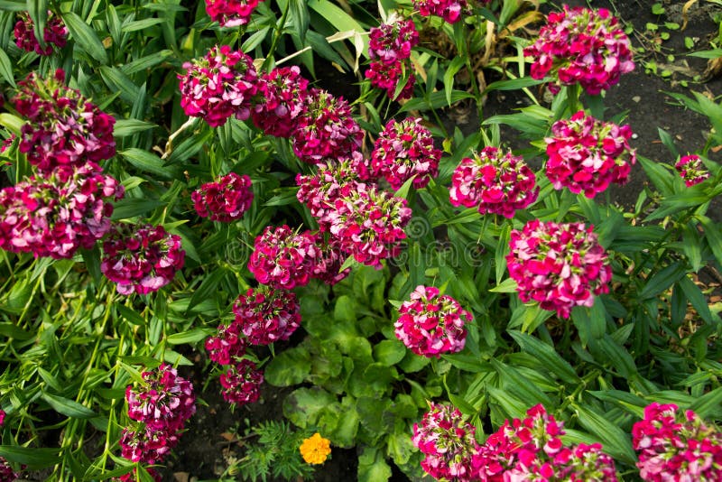 Red Flowers in the Flowerbed Stock Photo - Image of flowers, botany ...