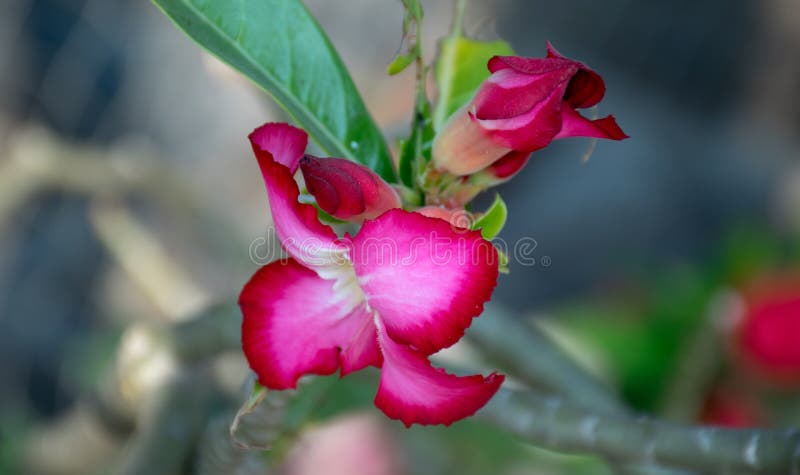 Red flowers and flowering stock image. Image of flowering - 49507793