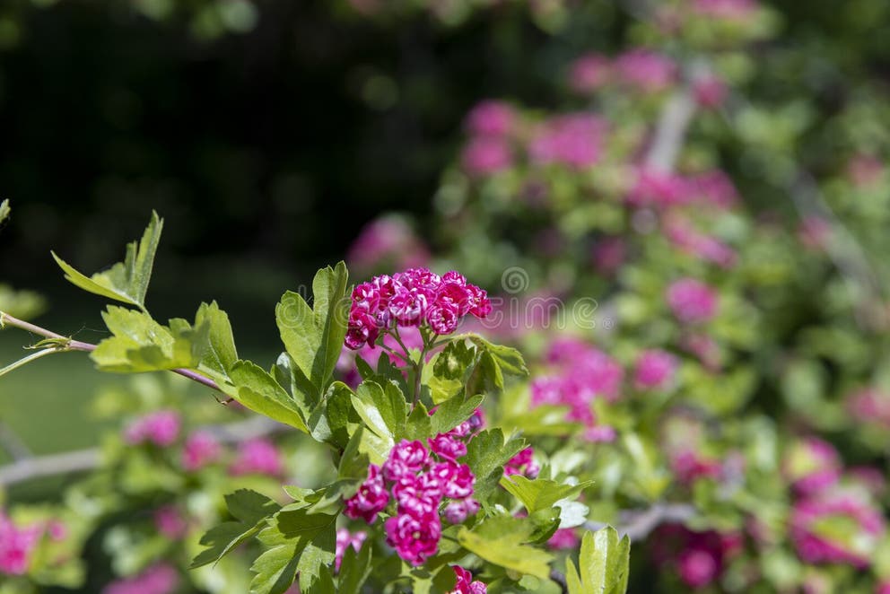 Red Flowers during Flowering in Spring Park Stock Photo - Image of ...