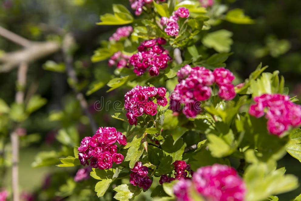 Red Flowers during Flowering in Spring Park Stock Image - Image of ...
