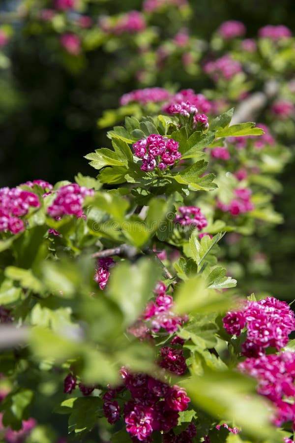 Red Flowers during Flowering in Spring Park Stock Image - Image of ...