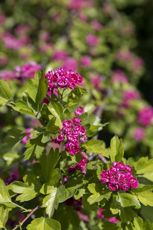 Red Flowers during Flowering in Spring Park Stock Photo - Image of ...