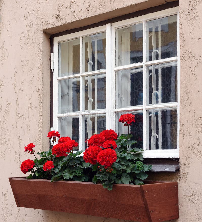 Red Flowers in Flowerpot Near White Window Stock Photo - Image of ...