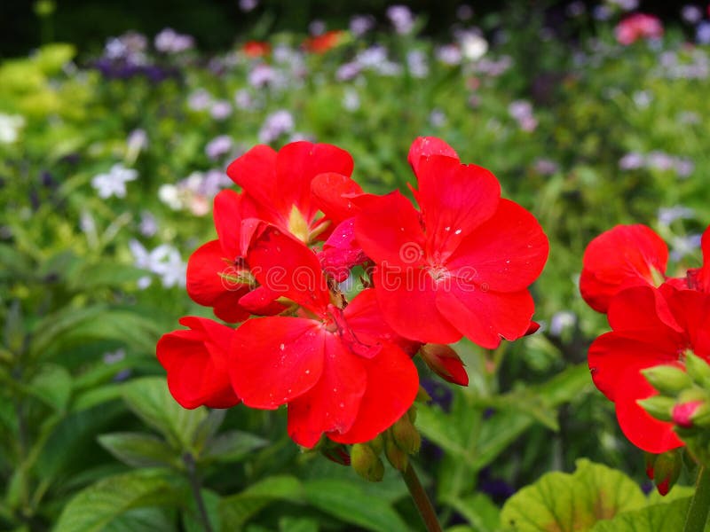 Red Flowers in Foreground in a Garden Blur Background Stock Photo ...