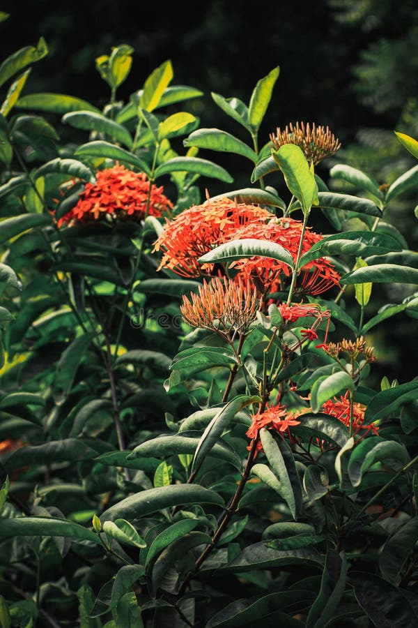 Red flowers in the forest stock photo. Image of flowers - 199128152