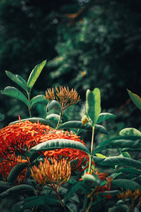 Red flowers in the forest stock photo. Image of flowers - 199128170