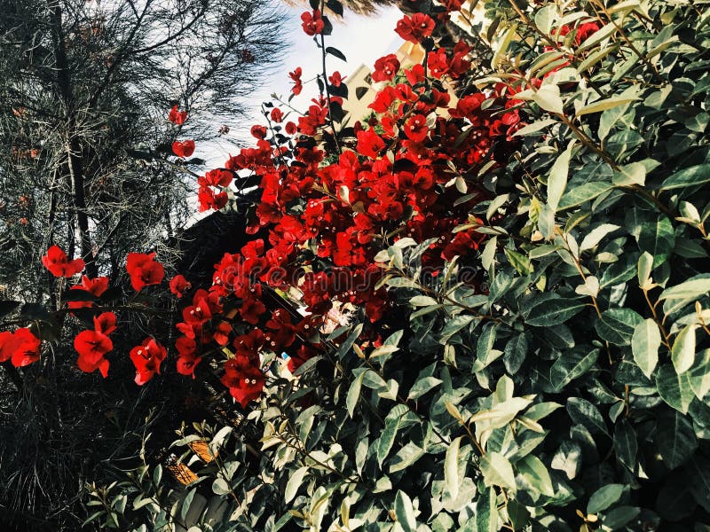 Red flowers stock photo. Image of flowers, green, forest - 94552054