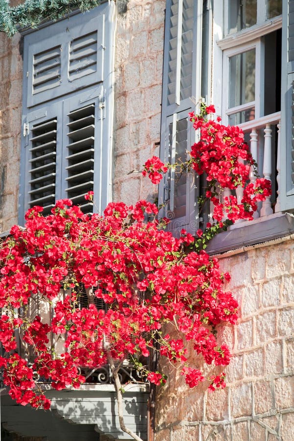 Red Flowers in Front of Old Windows. Stock Photo - Image of curve ...