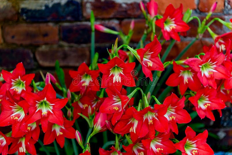 Red Flowers in Full Bloom in Spring. Stock Image - Image of upward ...