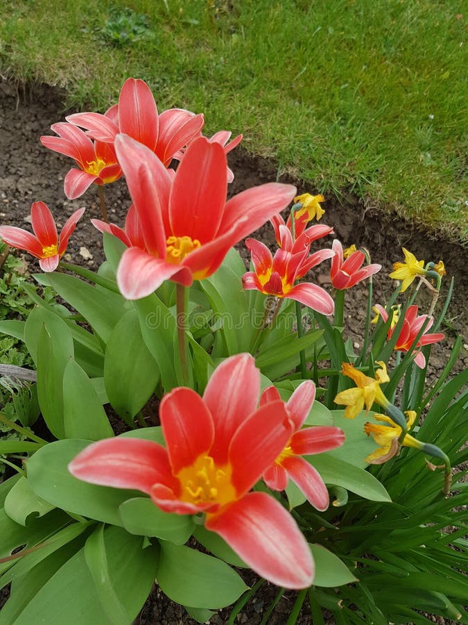 Red flowers in the garden stock image. Image of nature - 218193387