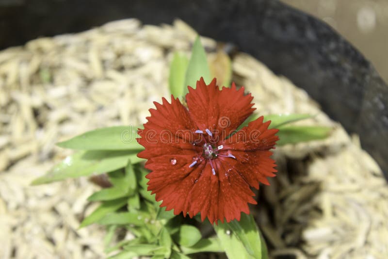 Red Flowers in the Garden. Red Flower Isolated Stock Photo - Image of ...