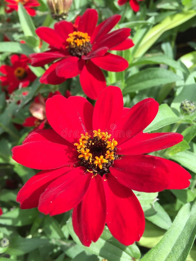 Red flowers in a garden stock photo. Image of scarlet - 97477912