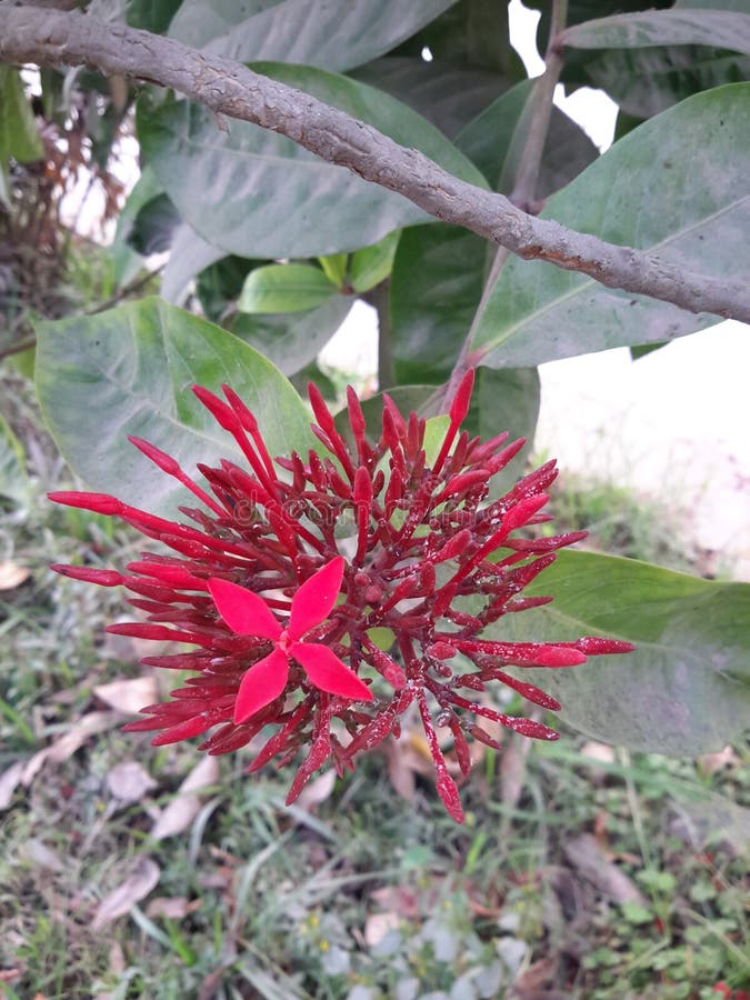 Labongo Stock Photos - Free & Royalty-Free Stock Photos from Dreamstime