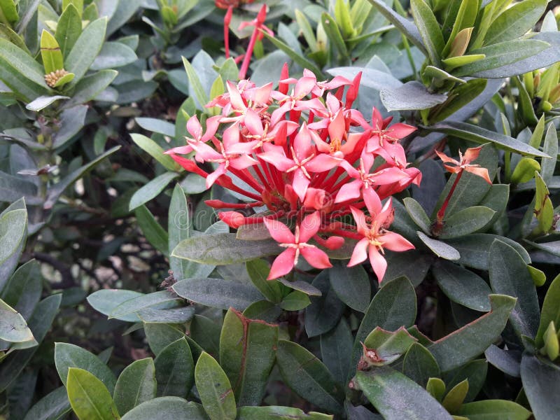 Labongo latika stock photo. Image of green, beauty, labongo - 137826922