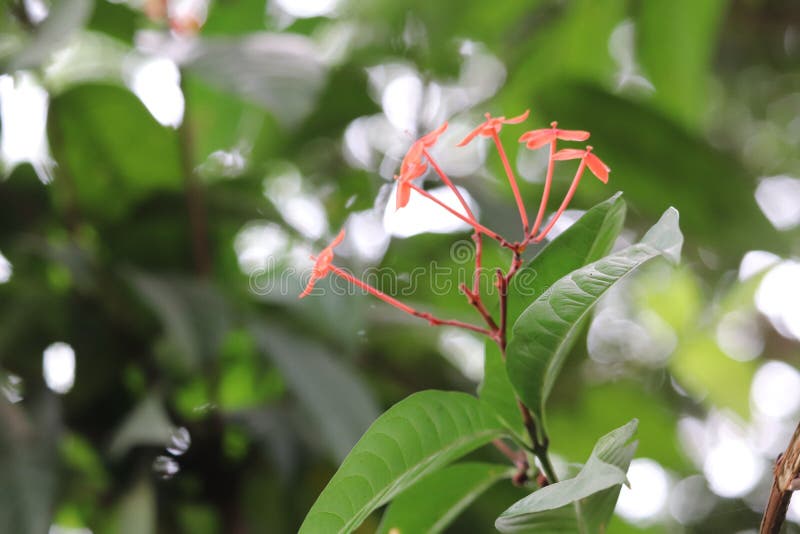 Red flowers stock photo. Image of nice, green, tree - 123133450
