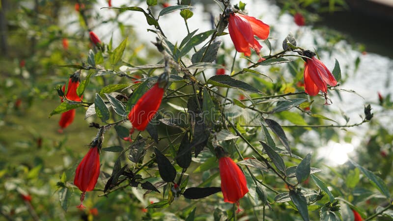Red Flowers Groups in the Garden Stock Image - Image of natural ...