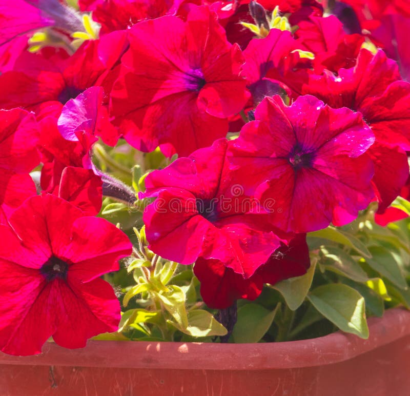 Red Flowers Grow in the Club As a Backdrop Stock Image - Image of ...