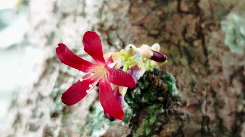 Red Flowers that Grow on Tamarind Tree Trunks Stock Image - Image of ...