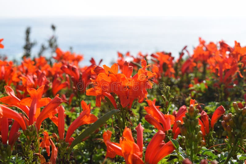 Tecoma Capensis Growing in California Stock Image - Image of cloudy ...