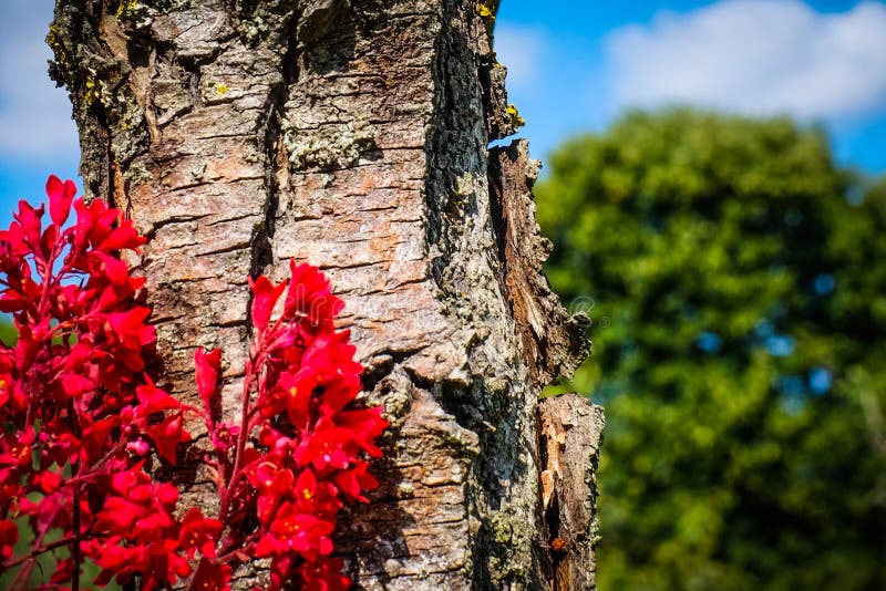 Red Flowers Growing in Front of an Tree Stock Image - Image of leaf ...