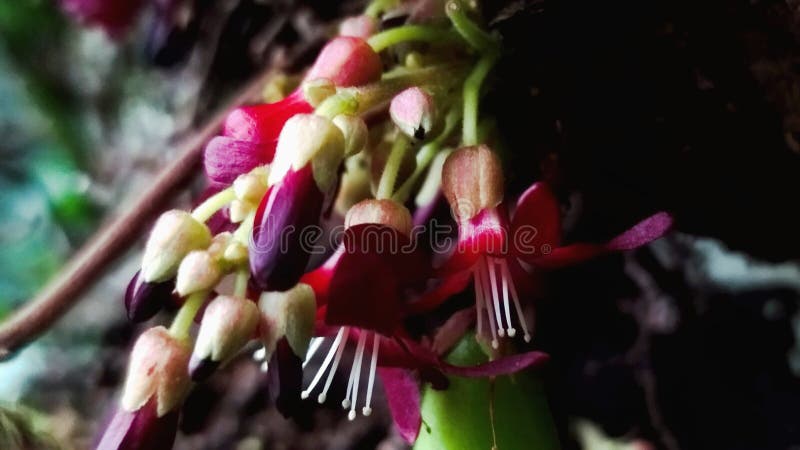 Red Flowers Growing on Tree Trunks Stock Photo - Image of blossom ...