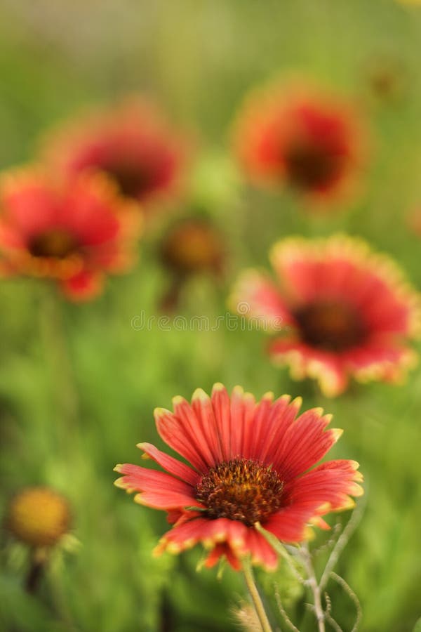 Red flowers growing wild. stock photo. Image of flower - 2038060