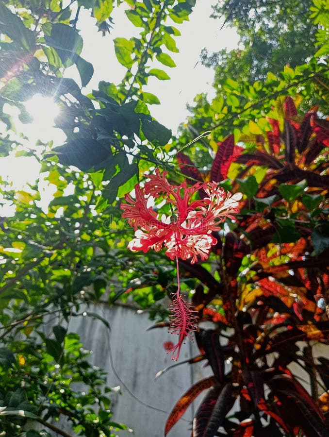 201 Branch Hanging Down Flowers Stock Photos - Free & Royalty-Free ...