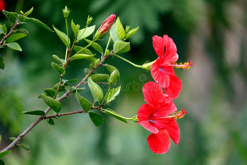 Red Flowers of Hibiscus or Rose Mallow Stock Image - Image of garden ...