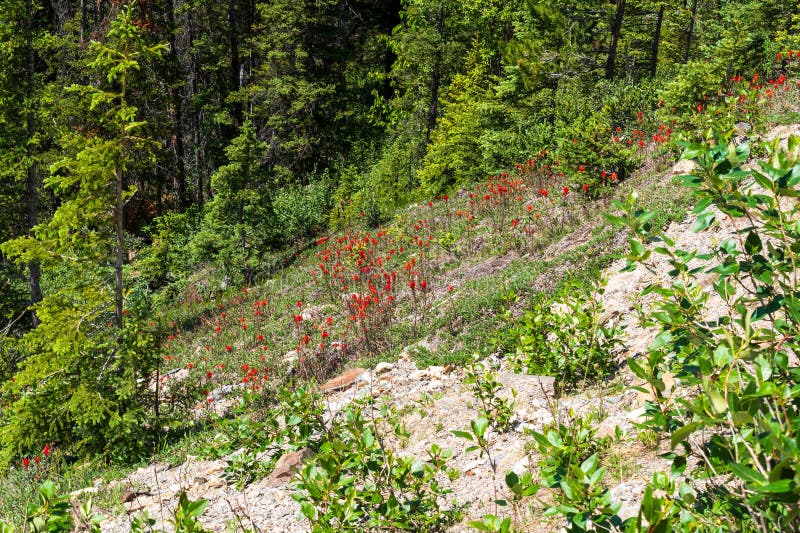 Red Flowers on Hillside, Icefields Parkway, Canada Stock Image - Image ...