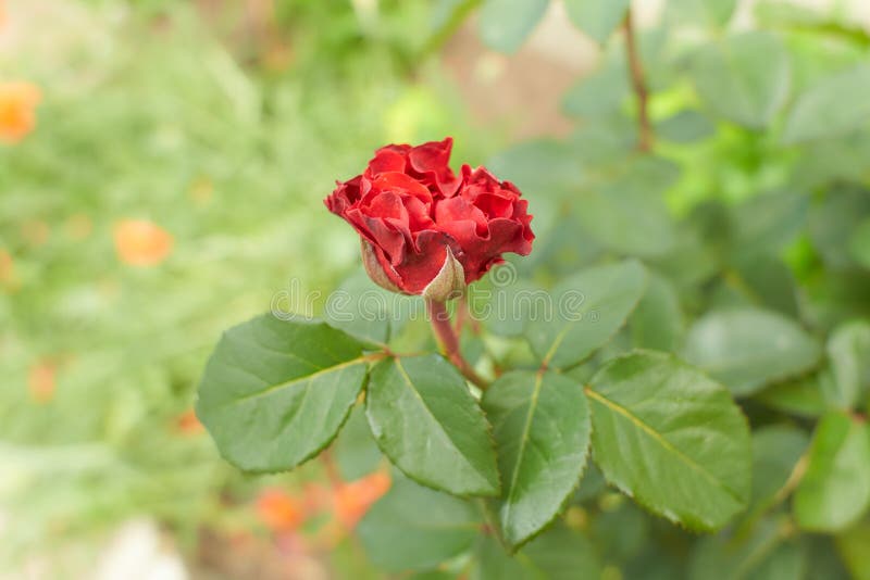 Red Flowers of Hybrid Rose in the Garden. Summer and Spring Time Stock ...